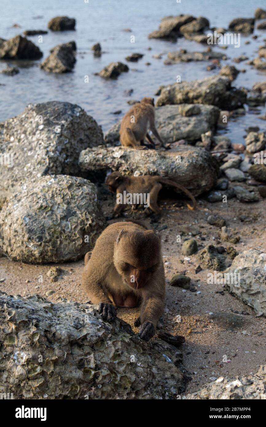 SAM ROI YOT, THAILAND: Macaque monkeys scavenge for food on a beach in ...