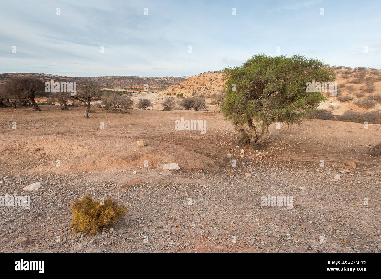 Small bushes in desert landscape in Morocco Stock Photo - Alamy