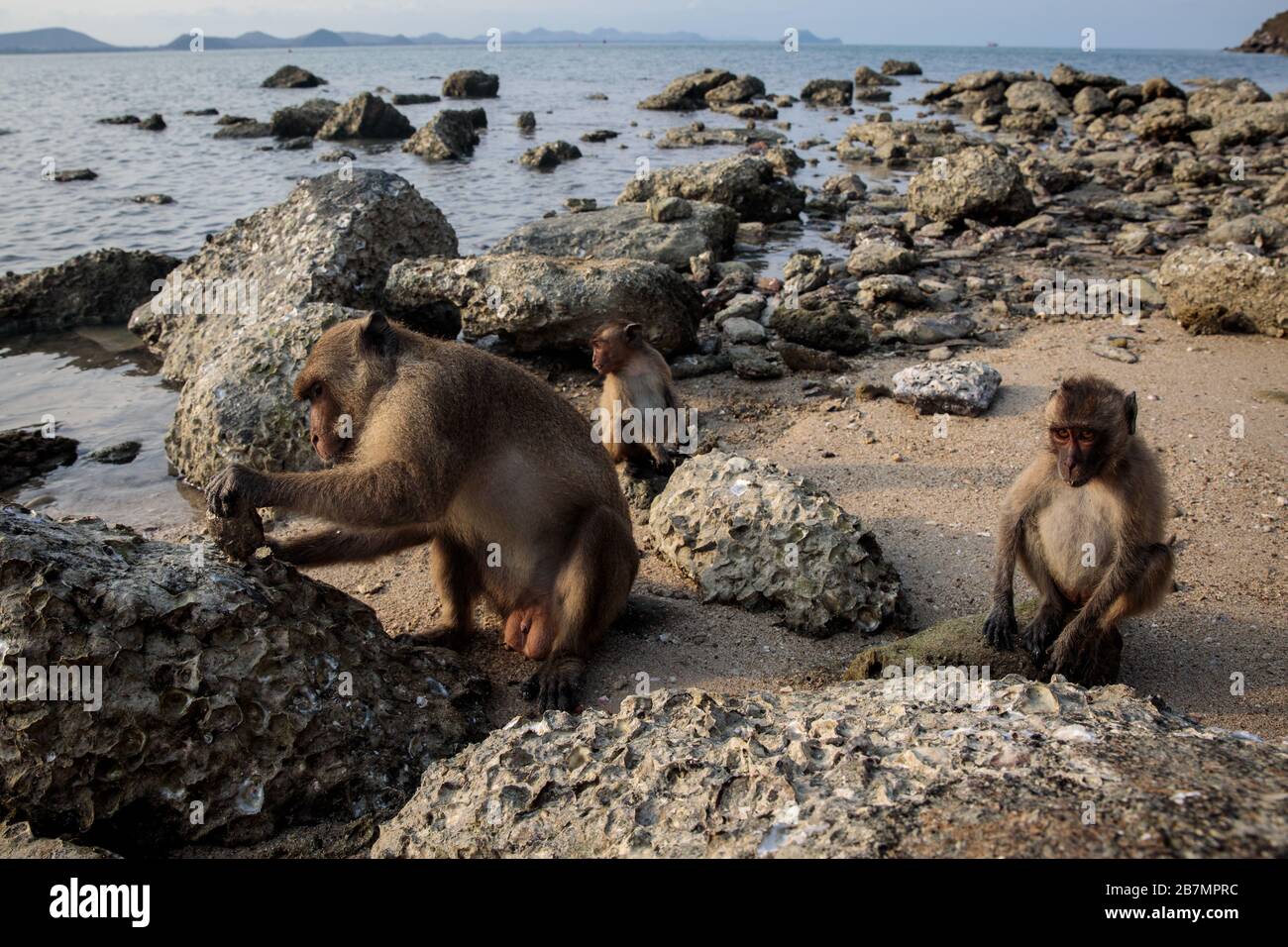 SAM ROI YOT, THAILAND: Macaque monkeys scavenge for food on a beach in ...