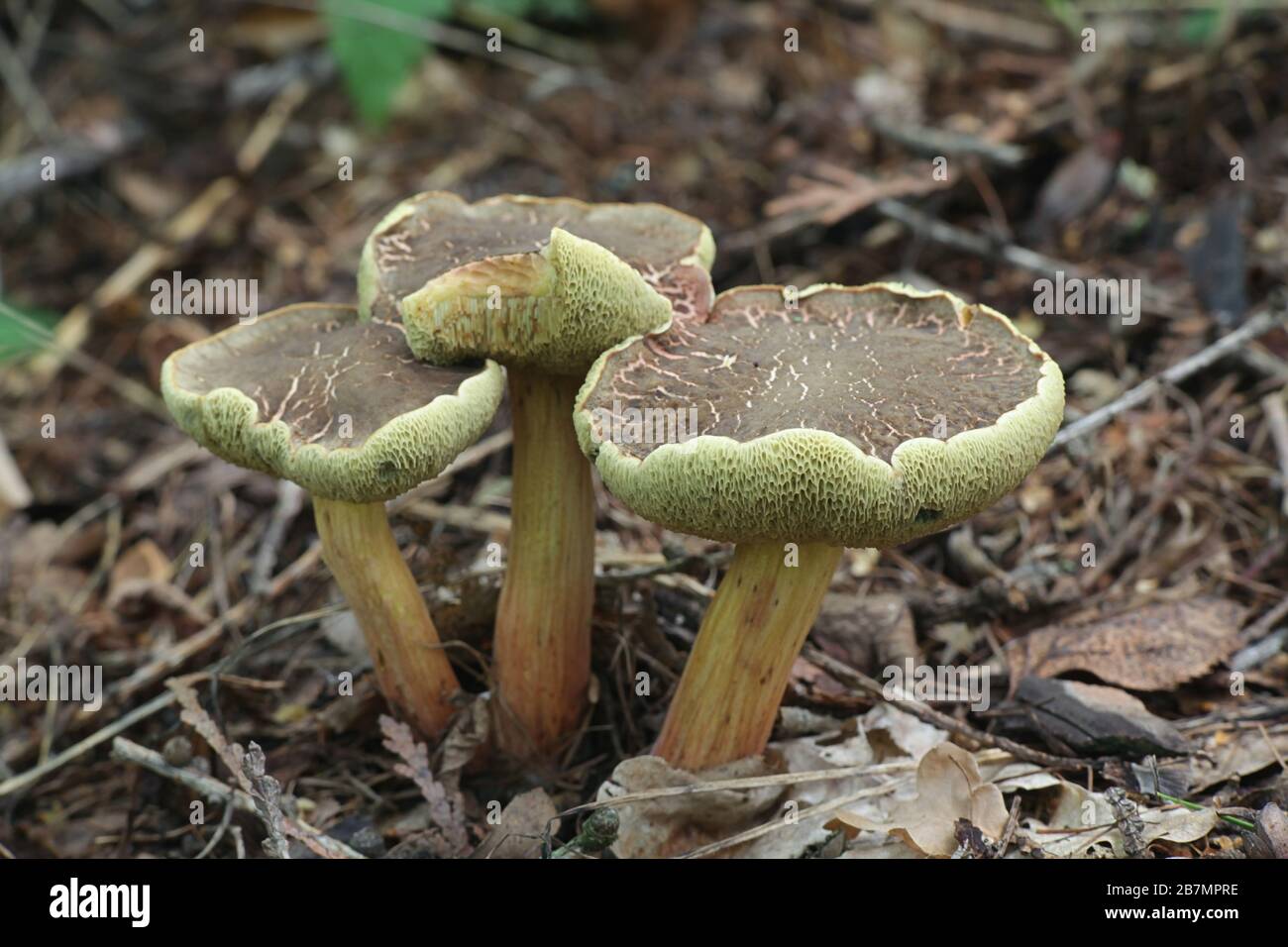 Xerocomellus cisalpinus, the bluefoot bolete, (previously called ...