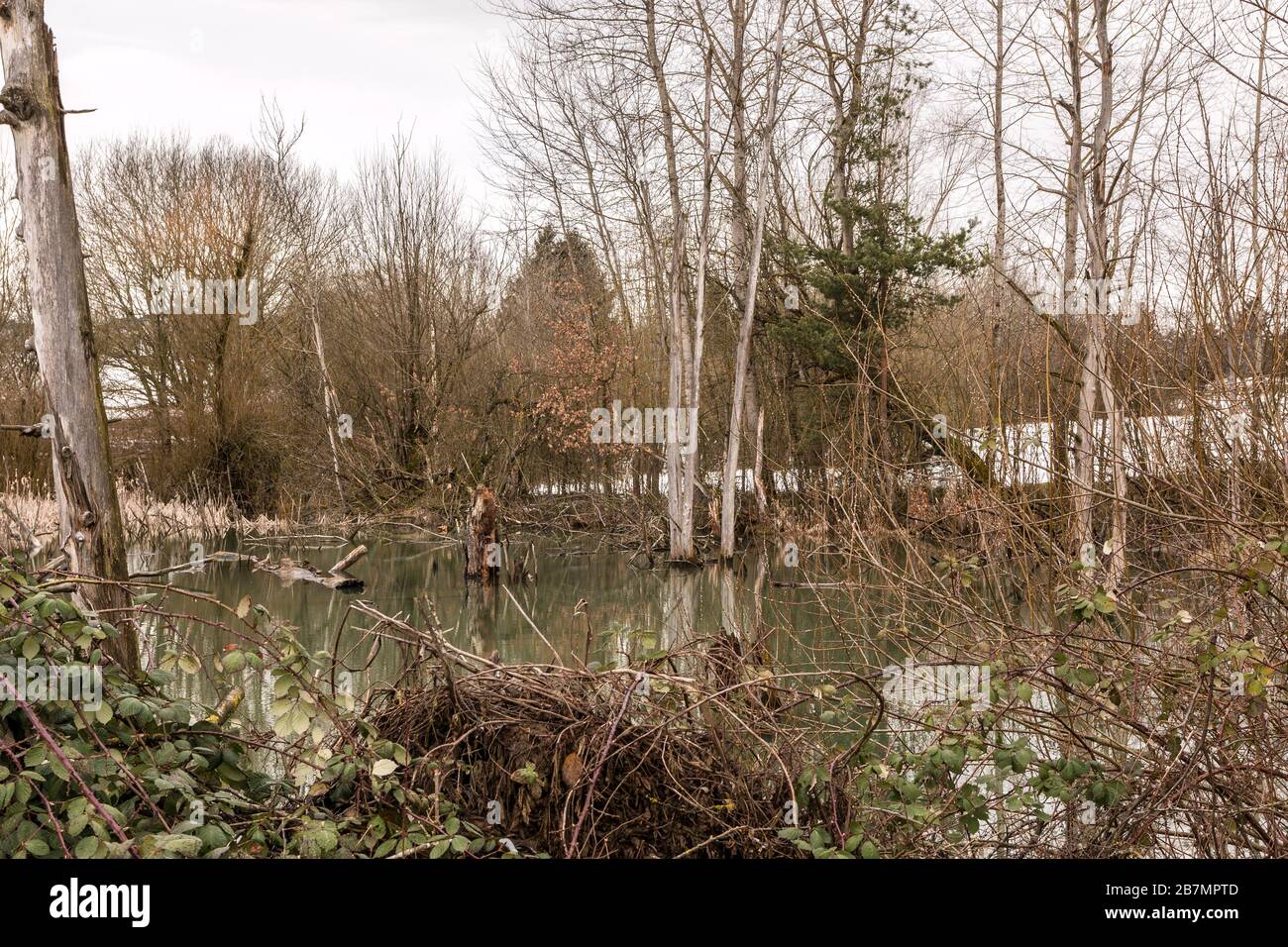 Little swampland with stagnant water and broken trees Stock Photo - Alamy