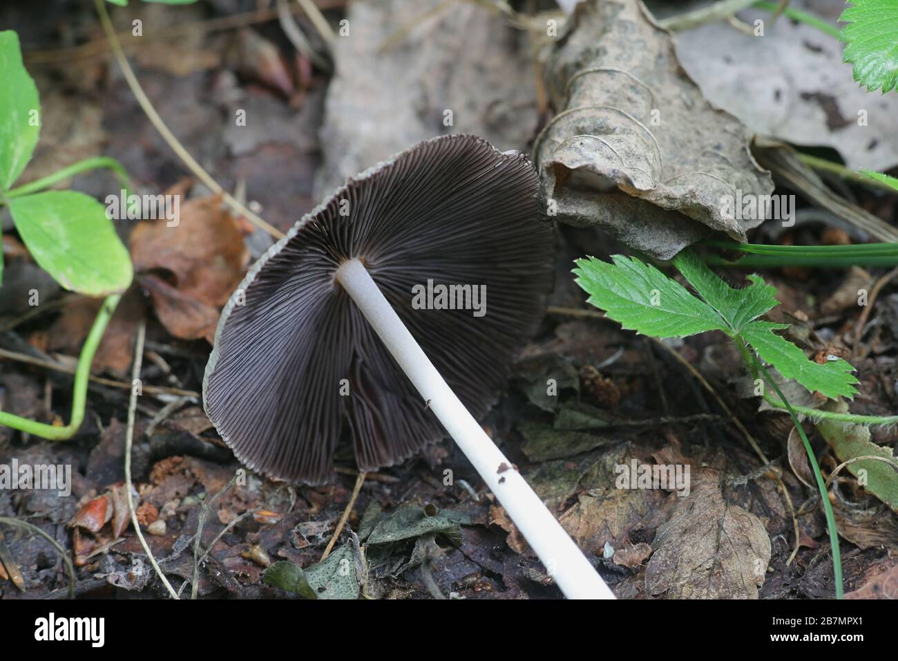 Parasola sp, inkcap mushroom from Finland Stock Photo - Alamy