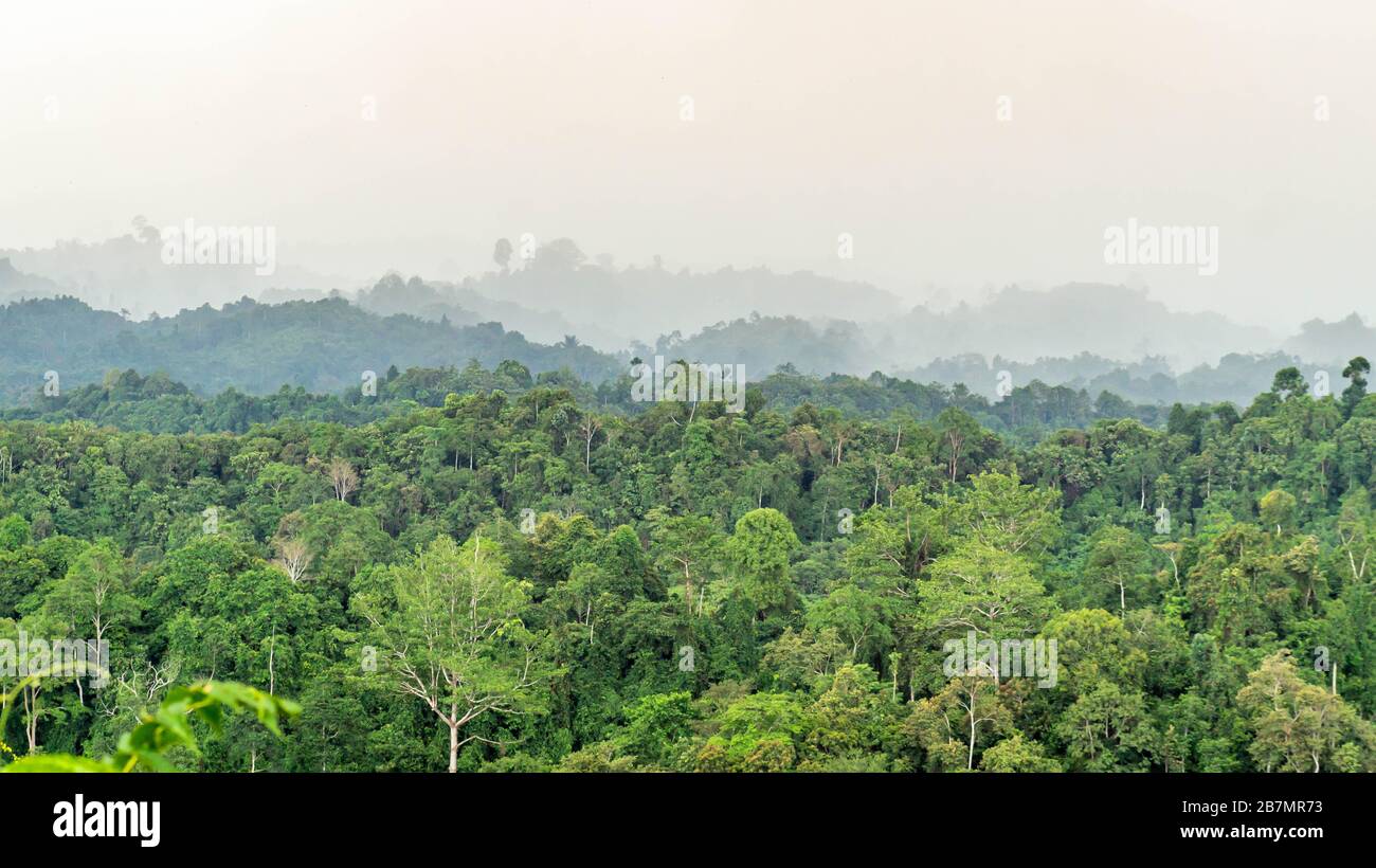 Dense jungle terrain hi-res stock photography and images - Alamy