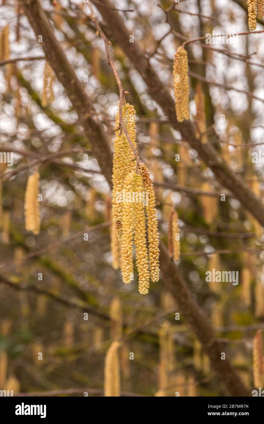 Hazelnut tree with a lot of big yellow hazelnut pollen Stock Photo - Alamy