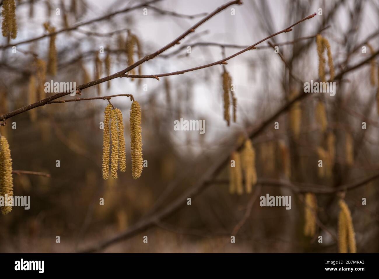 Hazelnut tree with a lot of big yellow hazelnut pollen Stock Photo - Alamy