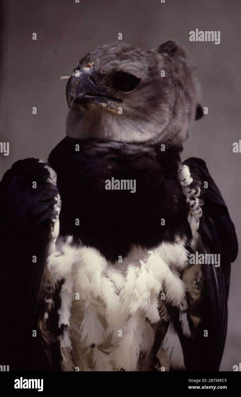 The harpy eagle (Harpia harpyja Stock Photo - Alamy