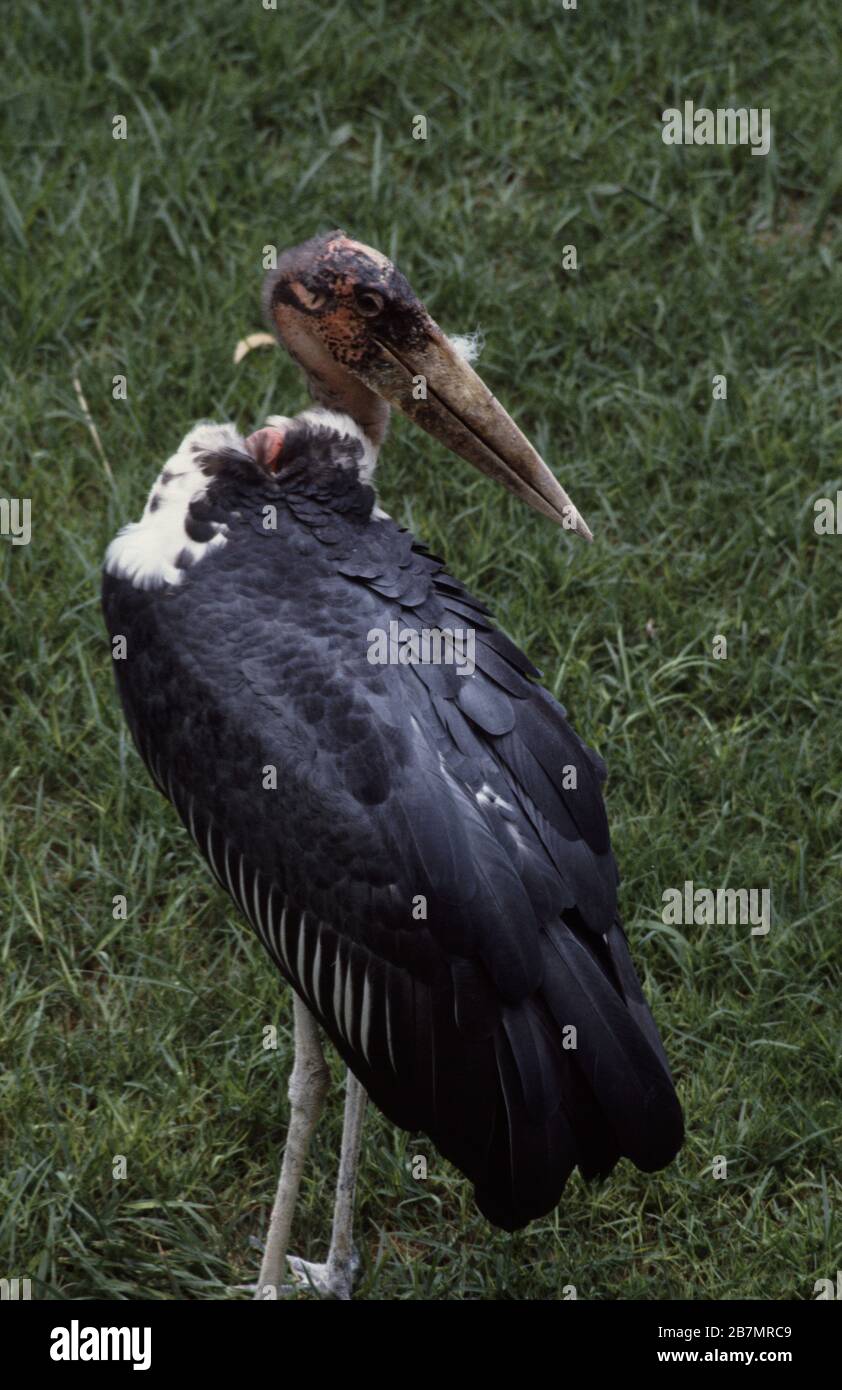 Marabou stork (Leptoptilos crumenifer Stock Photo - Alamy