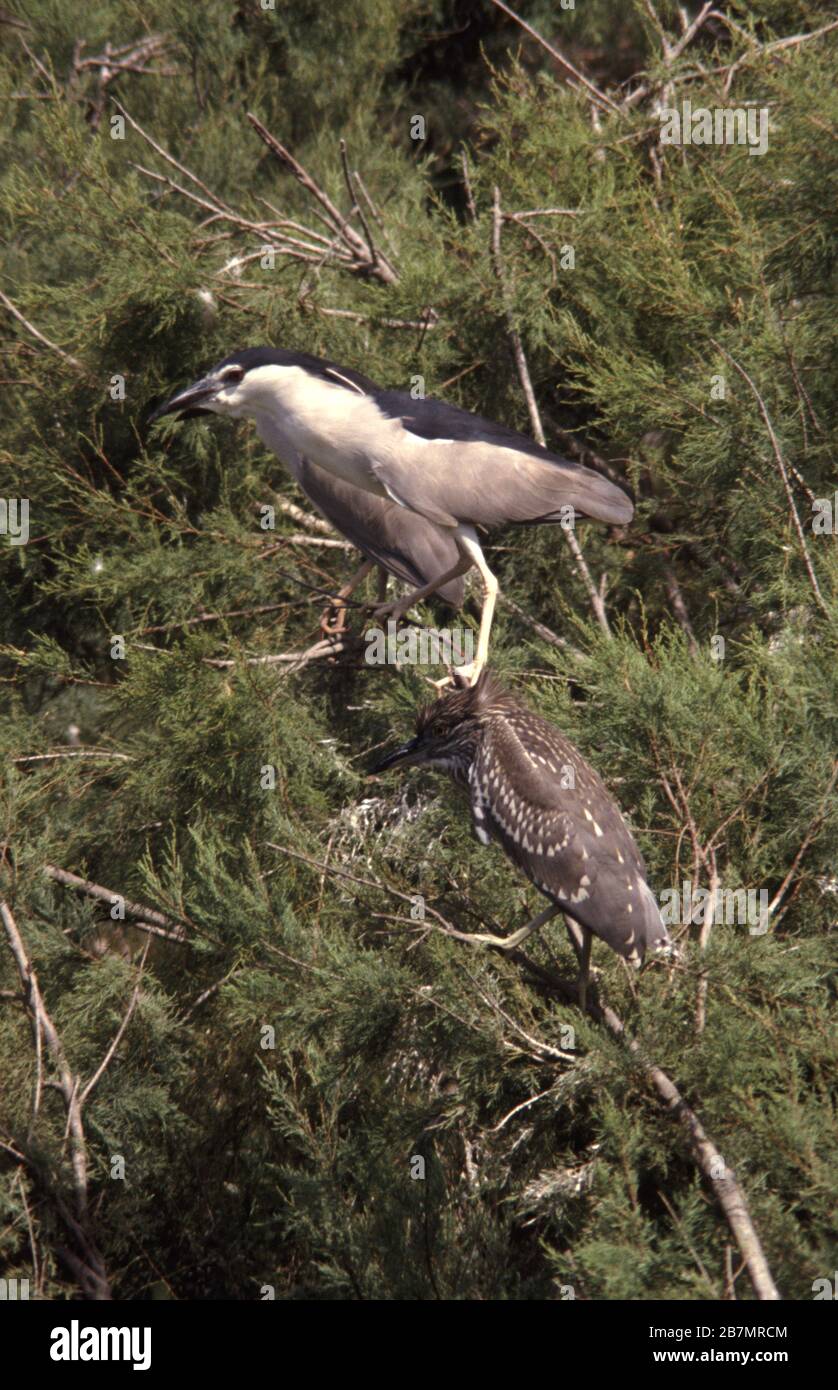 Night heron, Nycticorax nycticorax Stock Photo - Alamy