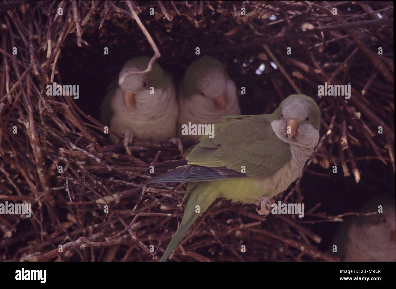 Monk parakeet, Myiopsitta monachus Stock Photo - Alamy