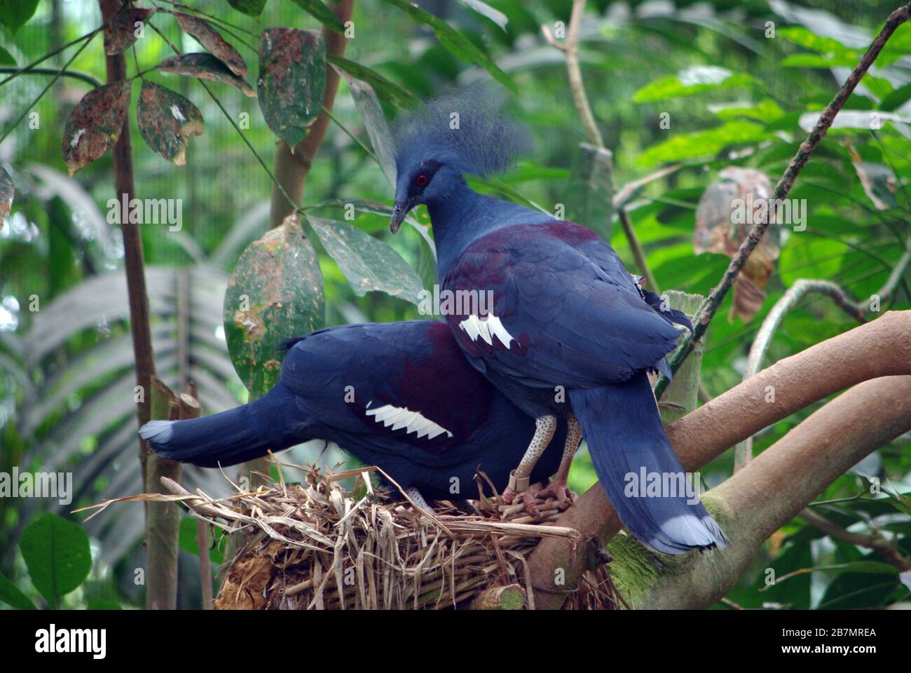 Pidgeon breed hi-res stock photography and images - Alamy