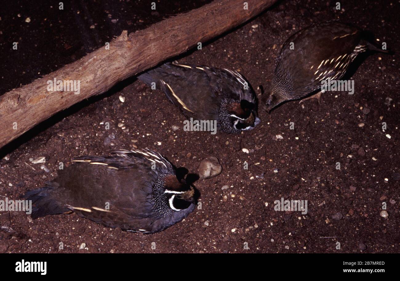 California quail (Callipepla californica Stock Photo - Alamy