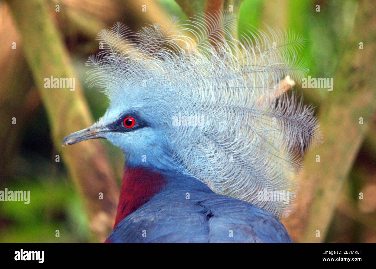 Victoria crowned-pidgeon, Goura victoria Stock Photo - Alamy