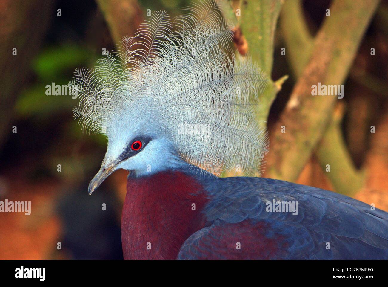Pidgeon breed hi-res stock photography and images - Alamy