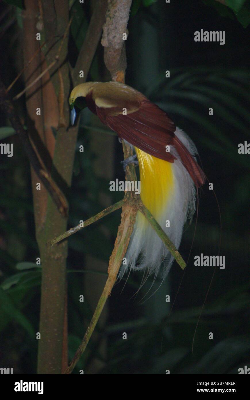 Greater bird of paradise hi-res stock photography and images - Alamy