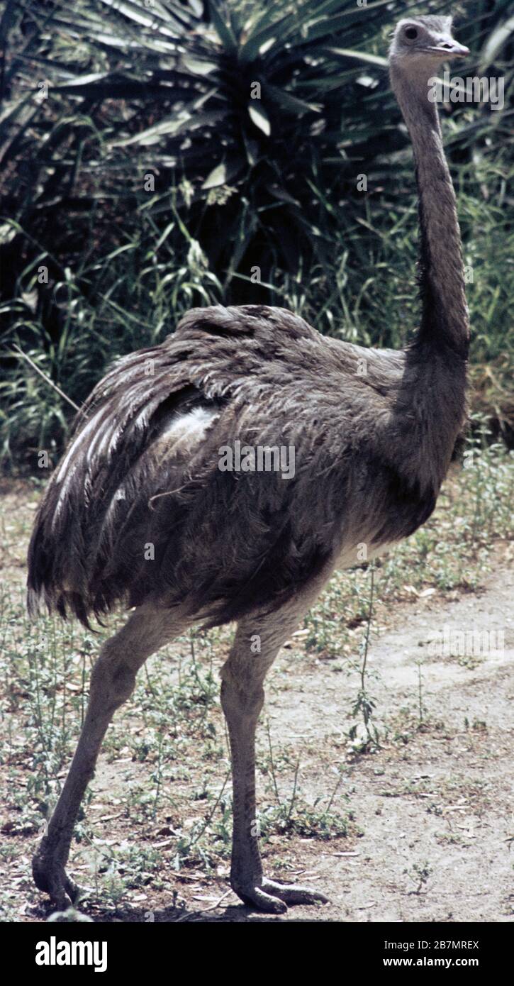 Greater or common rhea (Rhea americana Stock Photo - Alamy