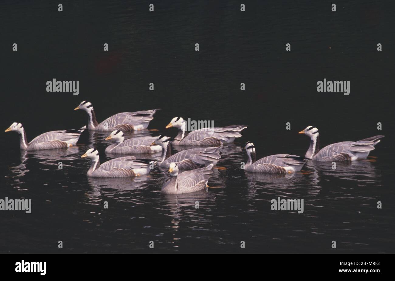 Indian Bar-headed goose (Anser indicus Stock Photo - Alamy