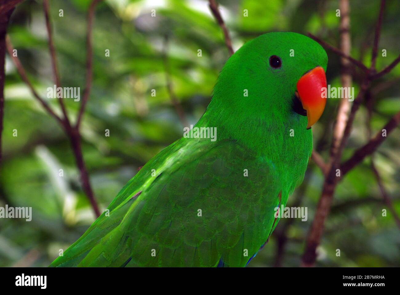 Male Green and red Solomon island parrot, Eclectus roratus Stock Photo ...