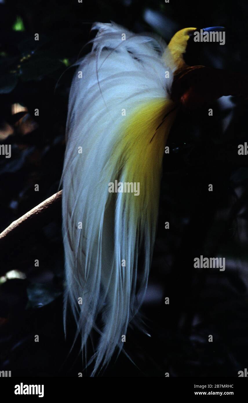 Greater bird of paradise hi-res stock photography and images - Alamy