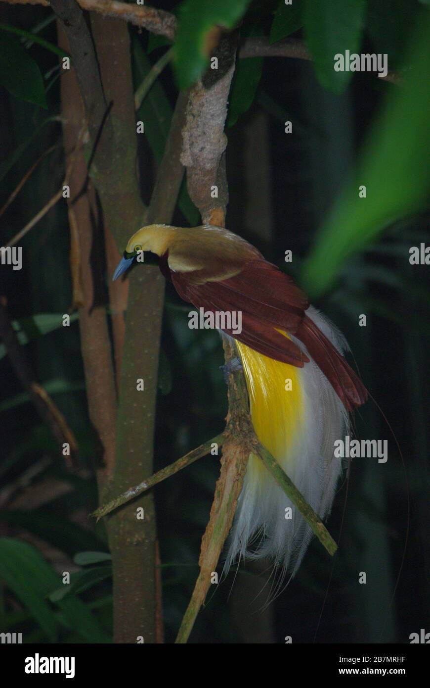 Greater bird of paradise paradisaea apoda hi-res stock photography and ...