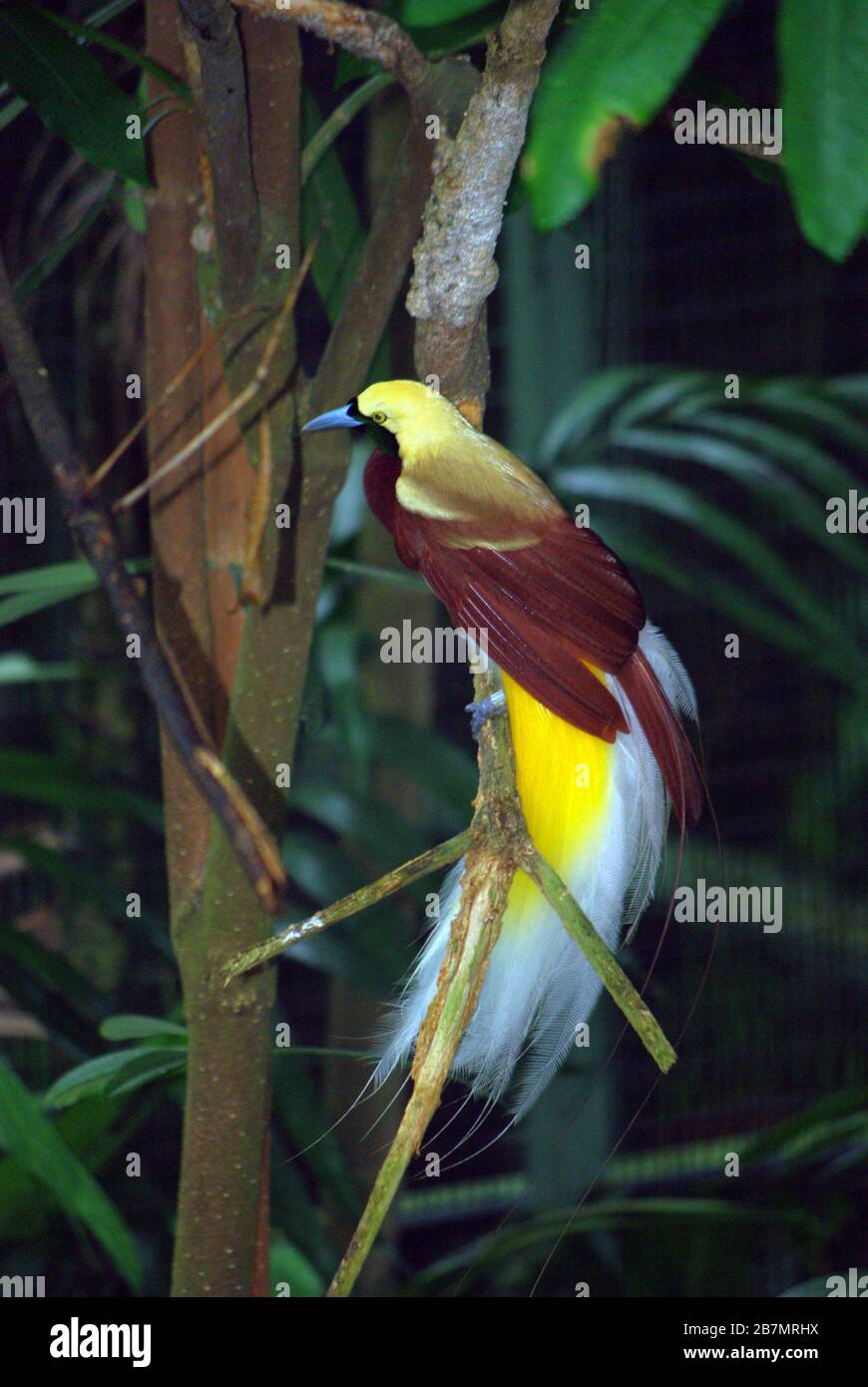 Greater bird-of-paradise (Paradisaea apoda Stock Photo - Alamy