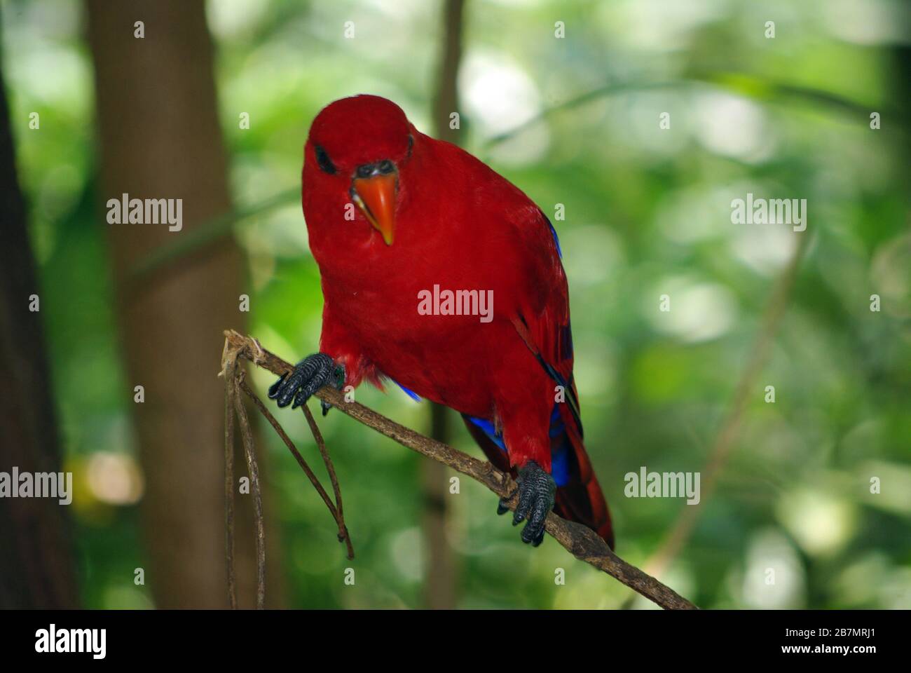 Red lory hi-res stock photography and images - Alamy