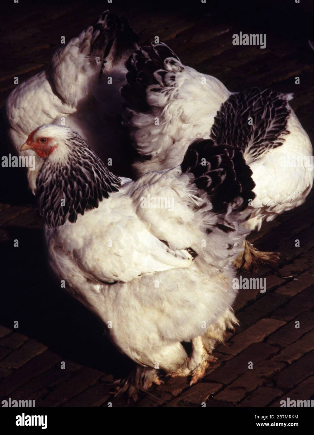 Chicken Columbia Brahma Stock Photo - Alamy