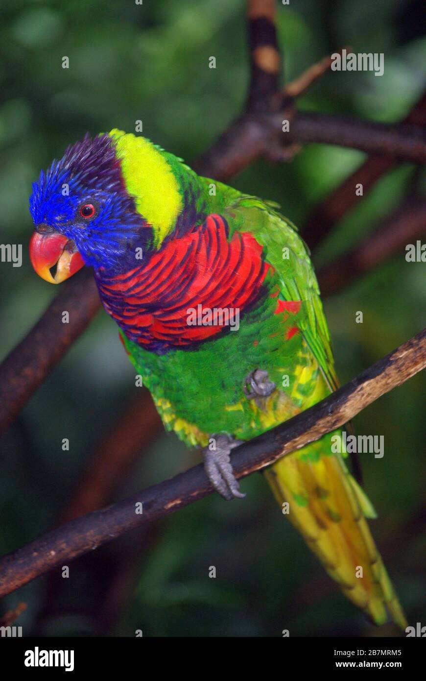 Coconut lorikeet (Trichoglossus haematodus Stock Photo - Alamy