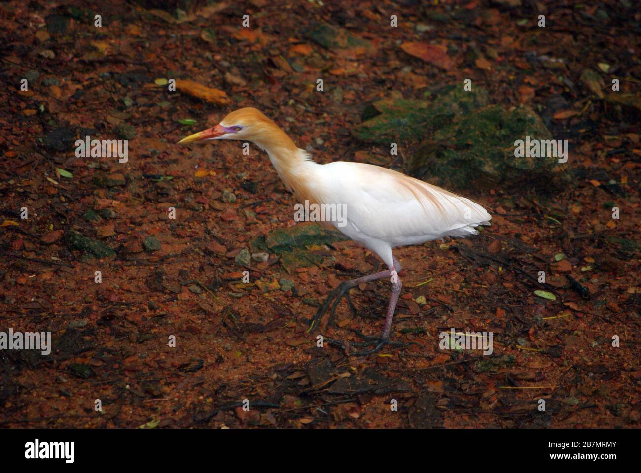 Ibis egg hi-res stock photography and images - Alamy
