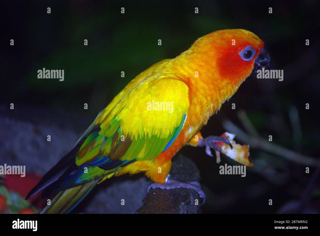 Parrot anatomy hi-res stock photography and images - Alamy
