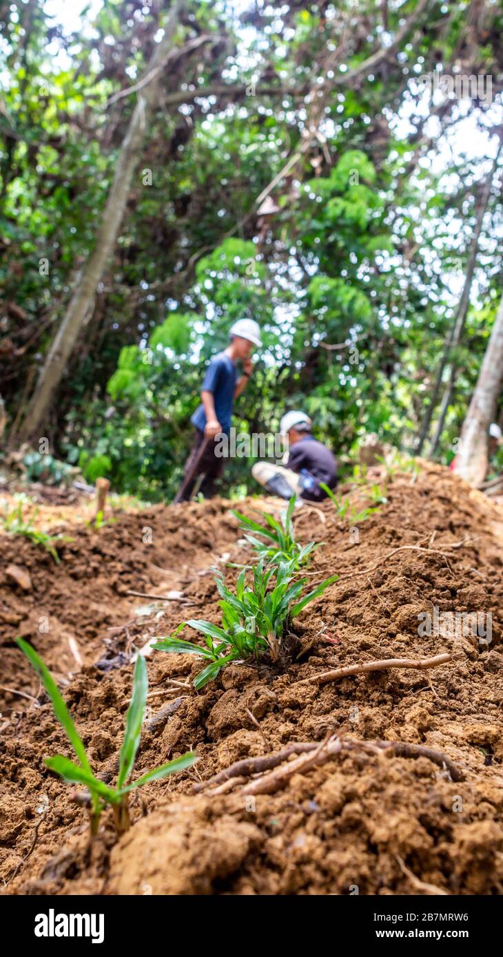 The worker plant the grass in the slope area of the forest to prevent ...