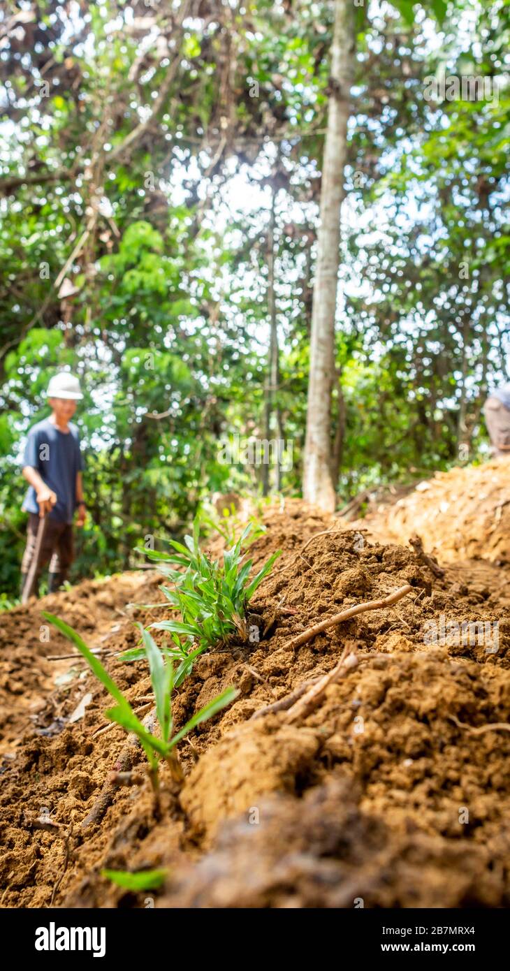 The worker plant the grass in the slope area of the forest to prevent ...