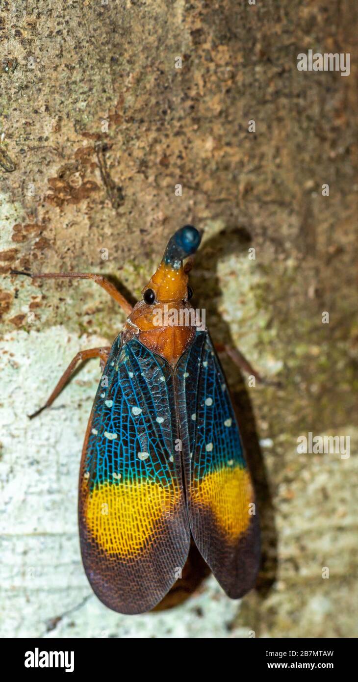 Lantern bug hi-res stock photography and images - Alamy