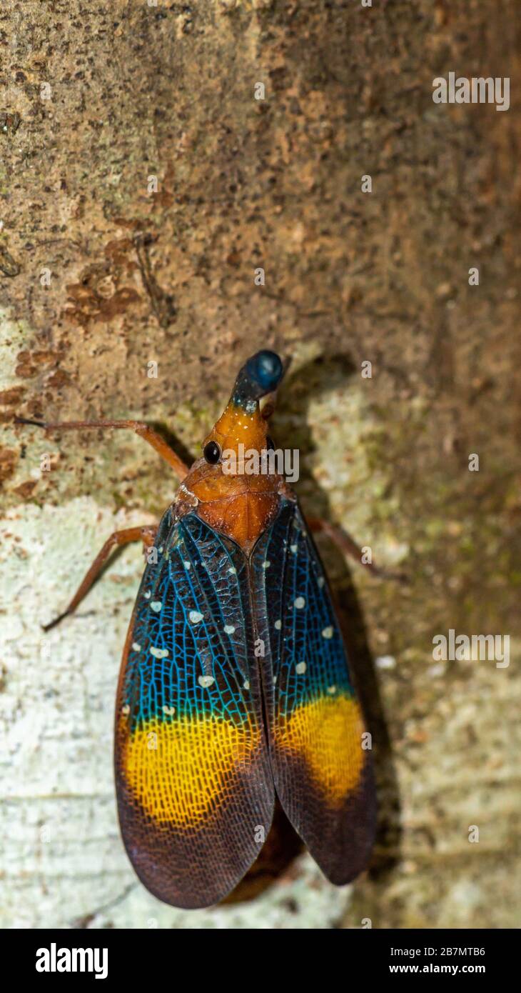 Planthoppers fulgoridae hi-res stock photography and images - Alamy