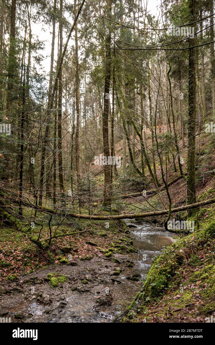 Little creek down the canyon in the middle of the green forest Stock ...