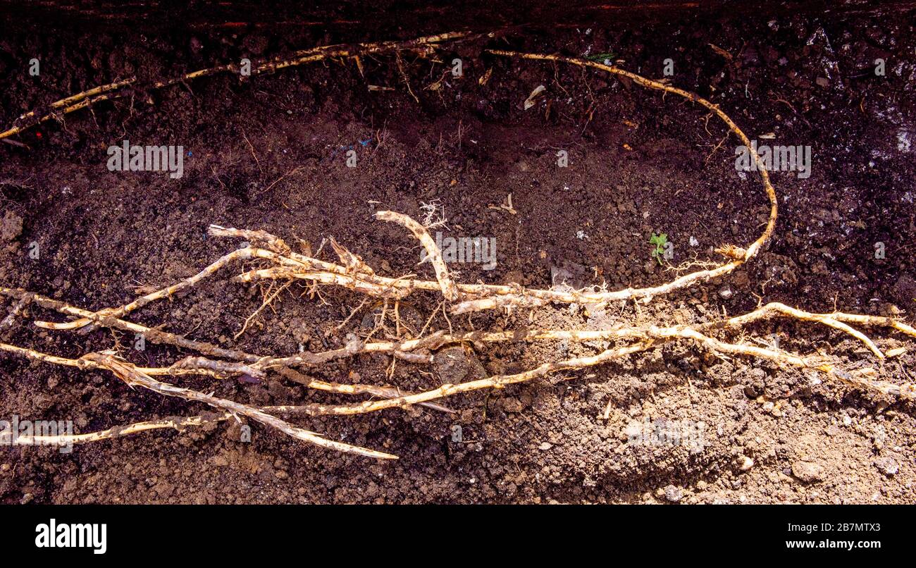 Bamboo tree roots hi-res stock photography and images - Alamy