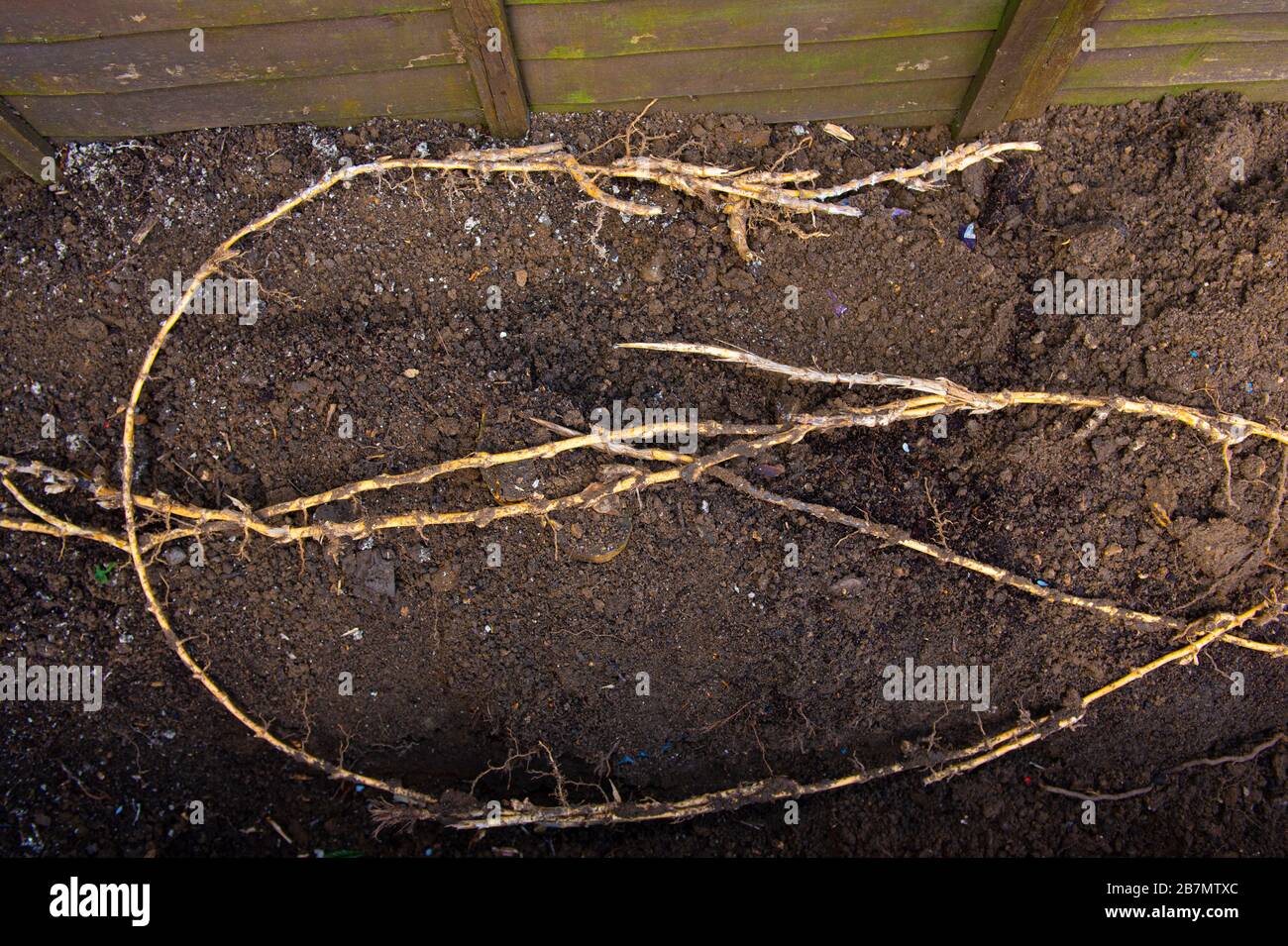 Plant Roots Underground High Resolution Stock Photography and Images ...