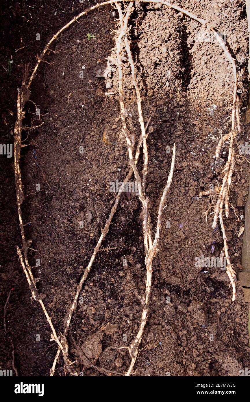 Bamboo plant roots hi-res stock photography and images - Alamy