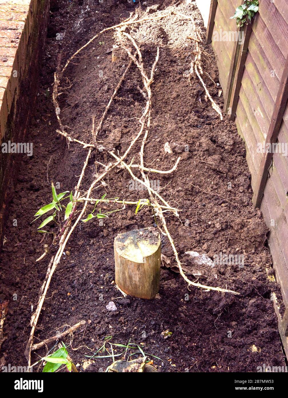 Bamboo roots exposed stretching out for several feet on top of earth ...
