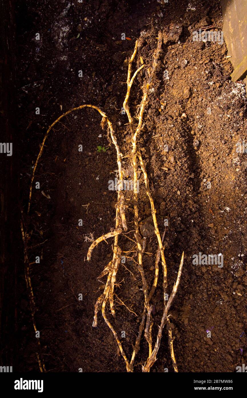 Feet exposed hi-res stock photography and images - Alamy