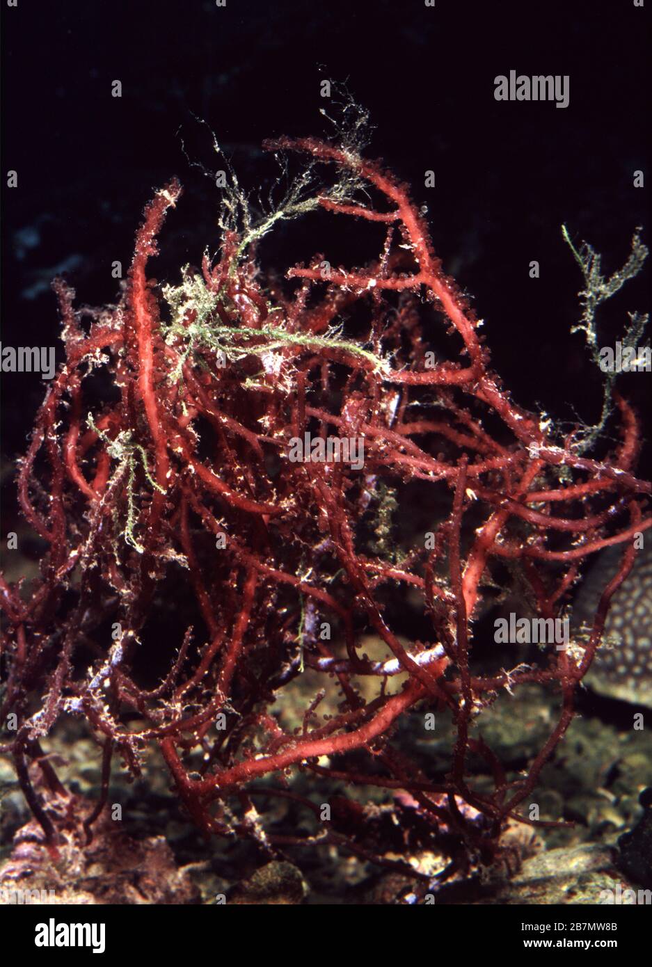 Red grapes algae, Botryocladia uvaria Stock Photo - Alamy