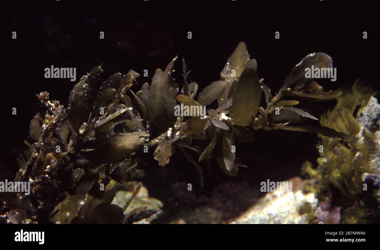Gulfweed or sea holly, Sargassum sp Stock Photo - Alamy