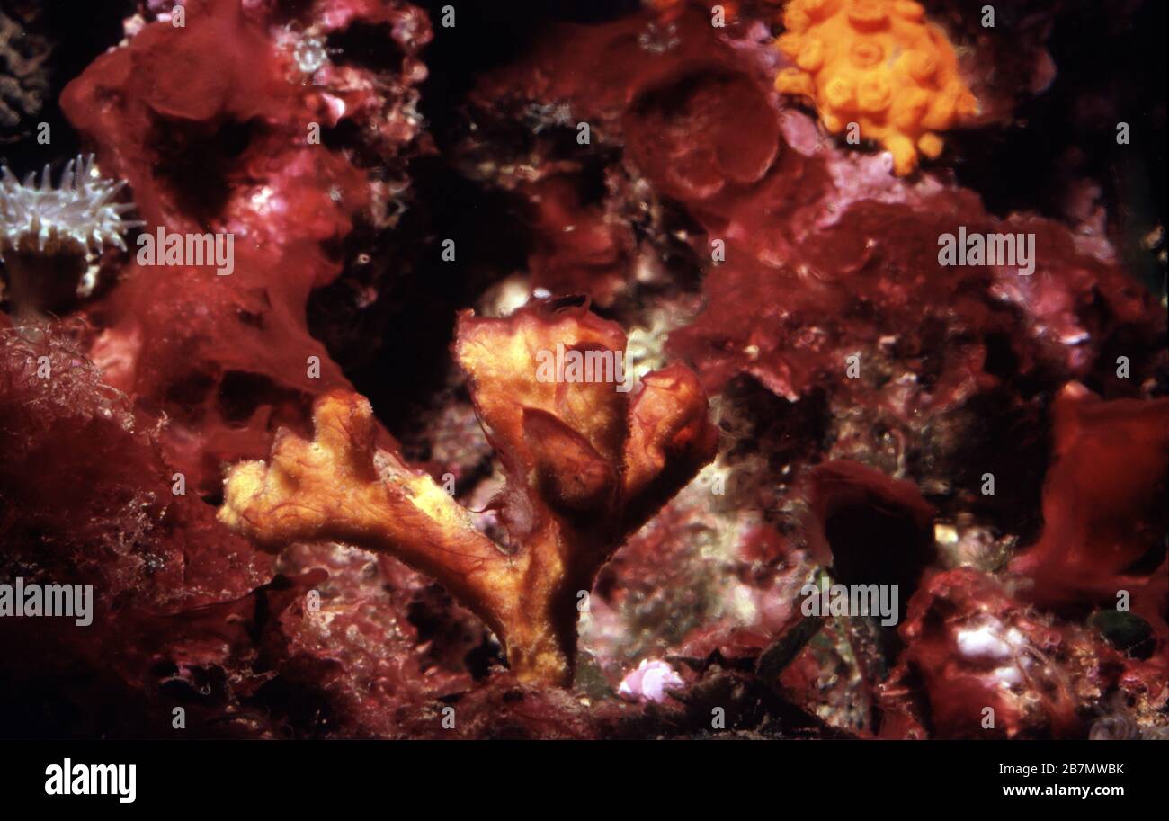 Aquarium cyanobacteria or blue-green algae Stock Photo - Alamy