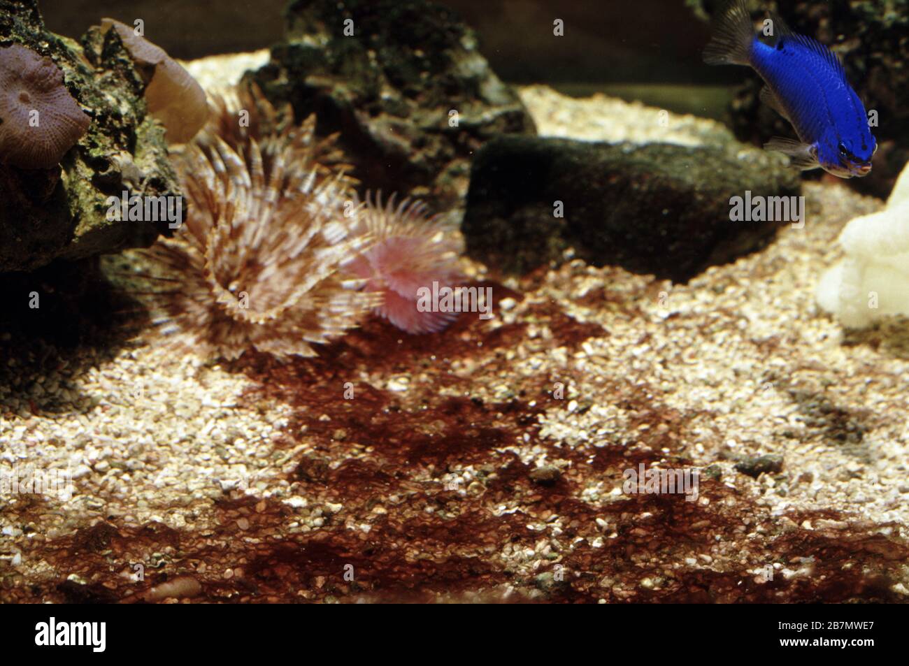 Cyanobacteria Reef Tank