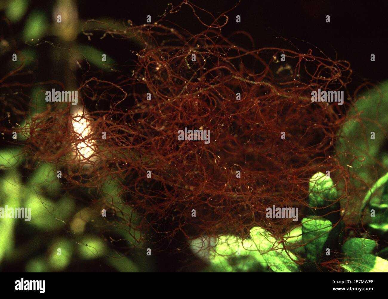 Filamentous invasive red alga Stock Photo - Alamy