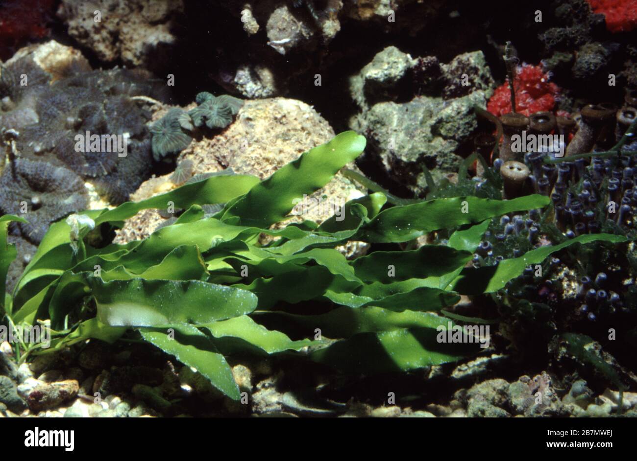 Mediterranean blade alga, Caulerpa prolifera Stock Photo - Alamy