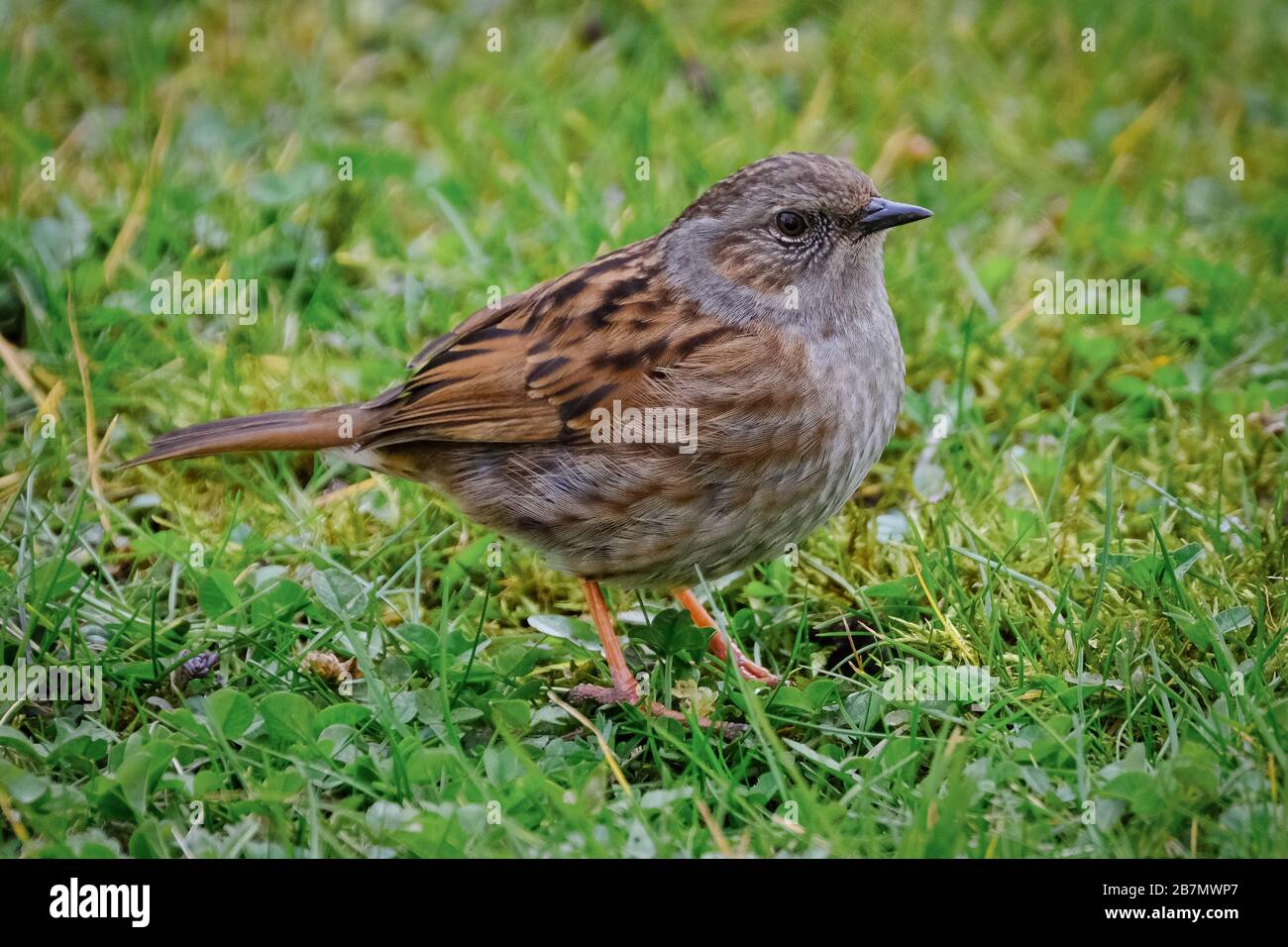 Dunnock (Prunella modularis Stock Photo - Alamy