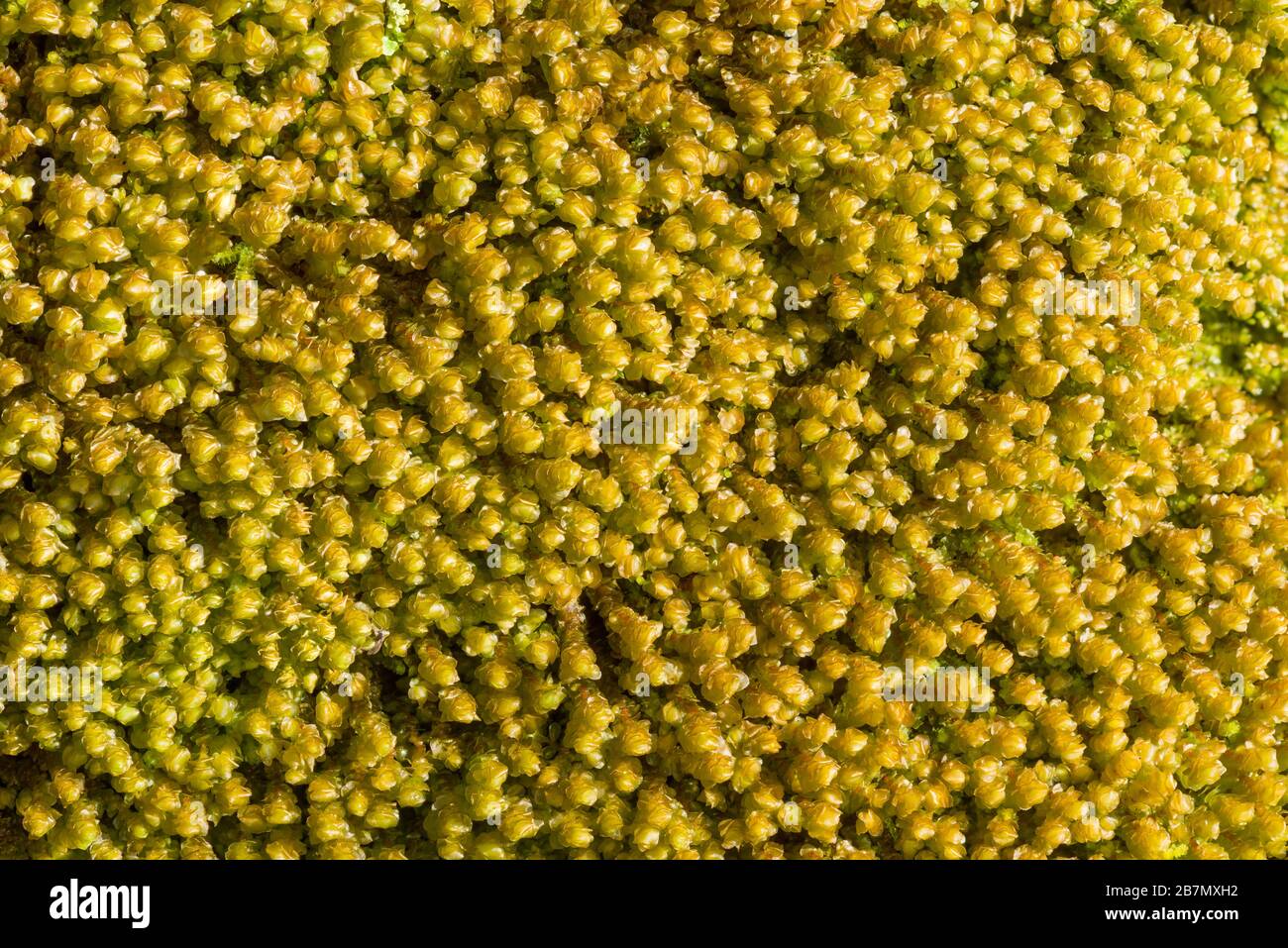 Jungermanniales High Resolution Stock Photography and Images - Alamy