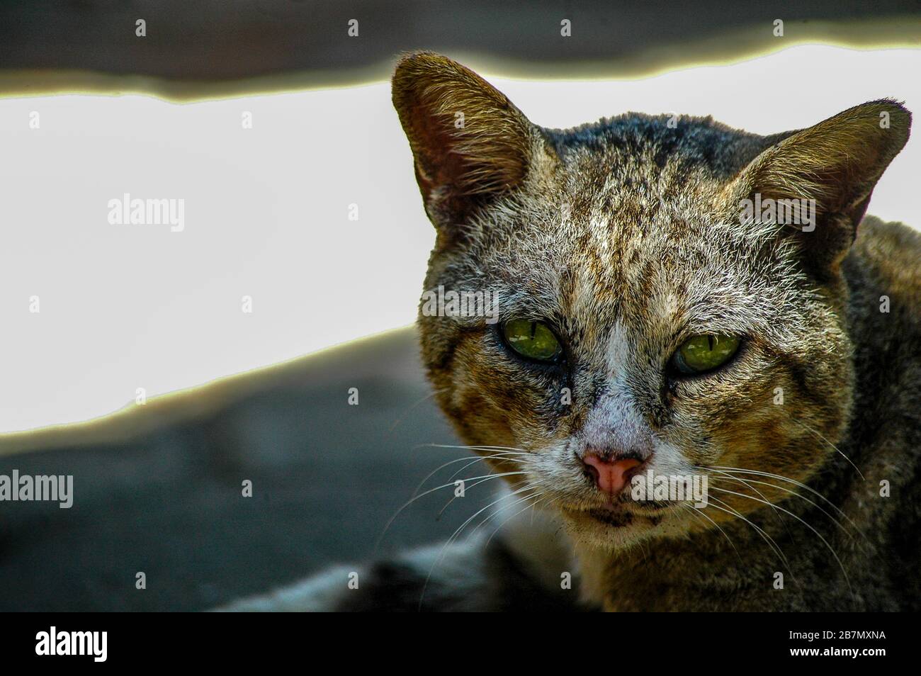 The Cat Watch The Camera Stock Photo - Alamy