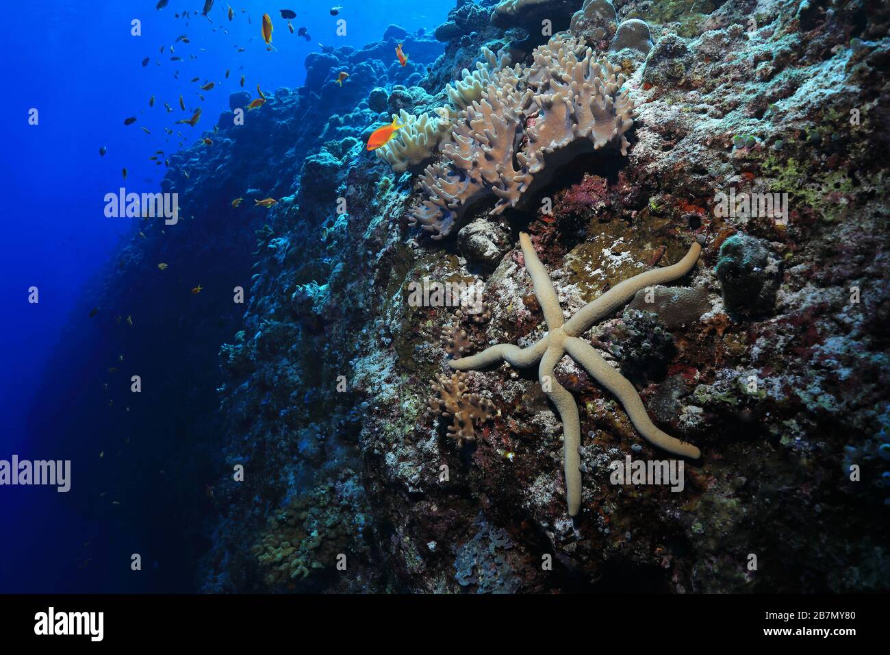 Comet starfish (Linckia guildingi) underwater in the tropical coral ...