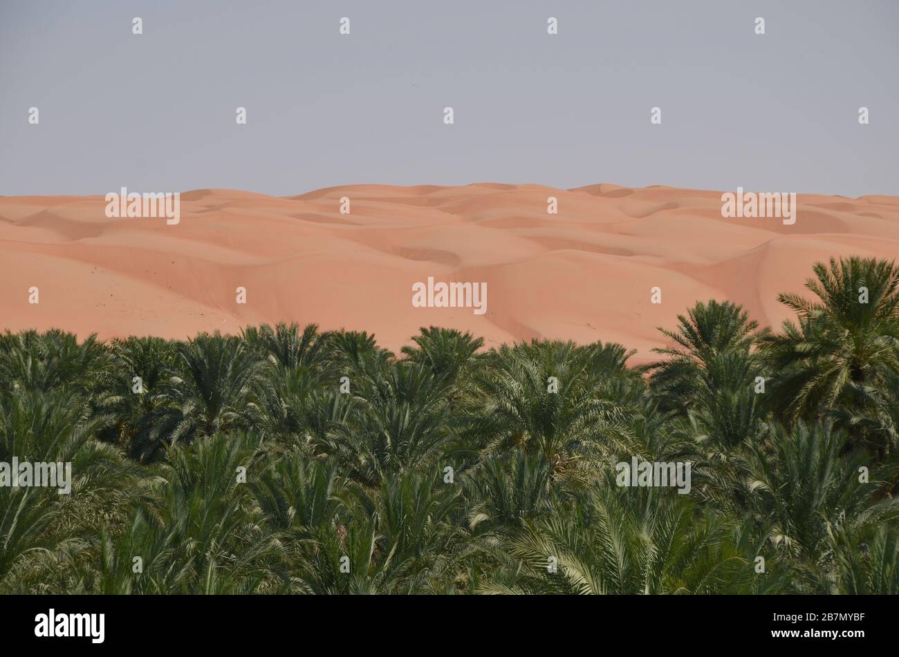 Desert Wahiba in Oman with green bushes and clouds on blue sky Stock ...